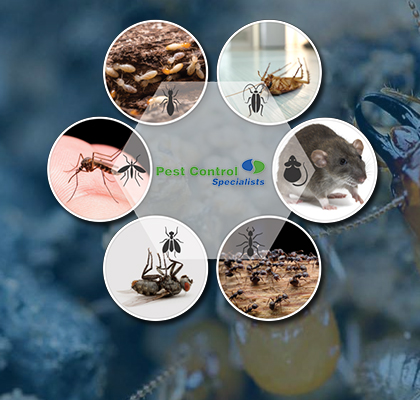 Pest Control Pietermaritzburg | Pest Control Specialists